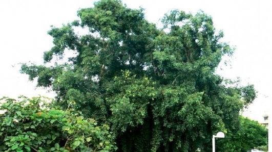 Plantation of canopy trees vital to control rising temperature, air ...