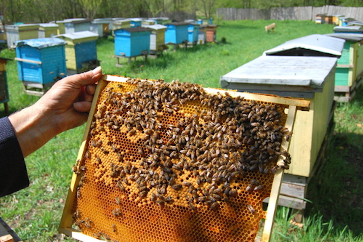 Beekeeping becomes a lucrative business in rural areas - Chitral Times