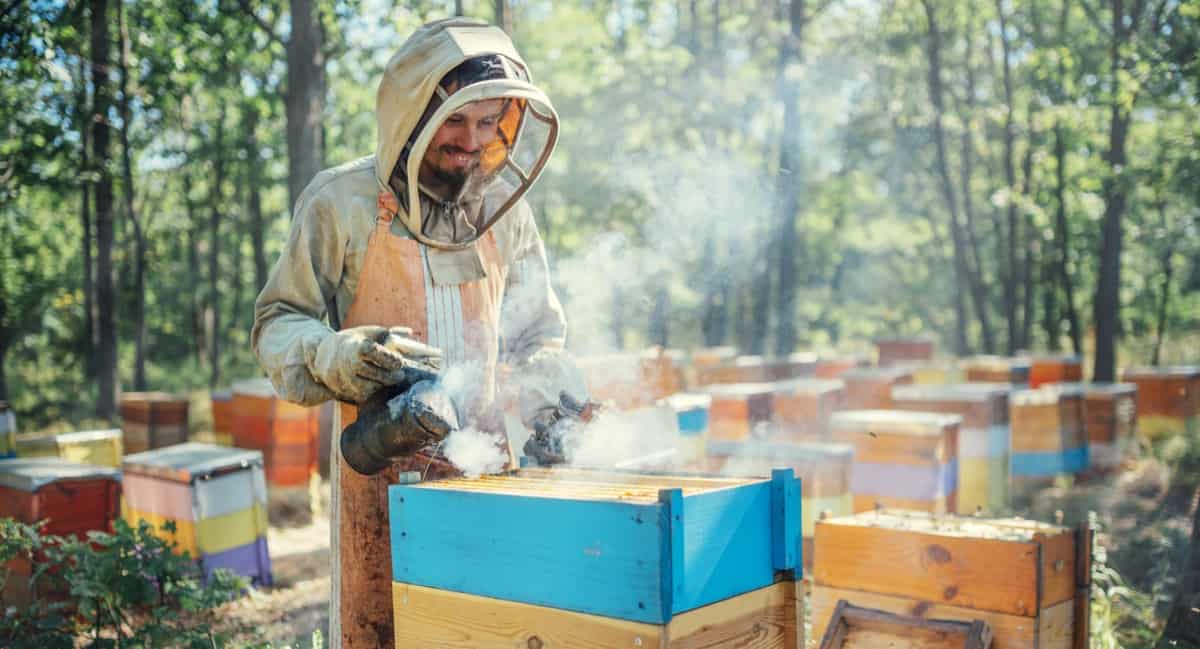 Beekeeping marred by climate change induced weather patterns in KP ...